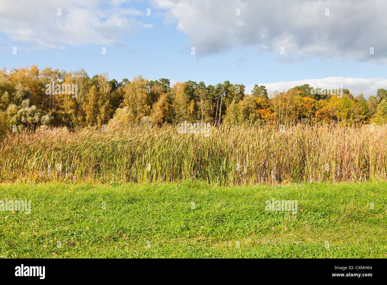 autumn scenery with forest and rush meadow Stock Photo - Alamy