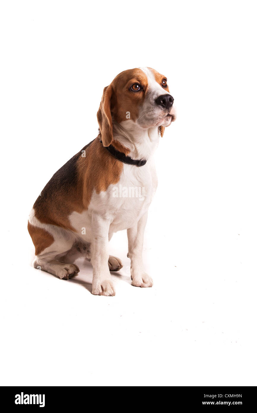 Dogs Cut Out Stock Images & Pictures - Alamy