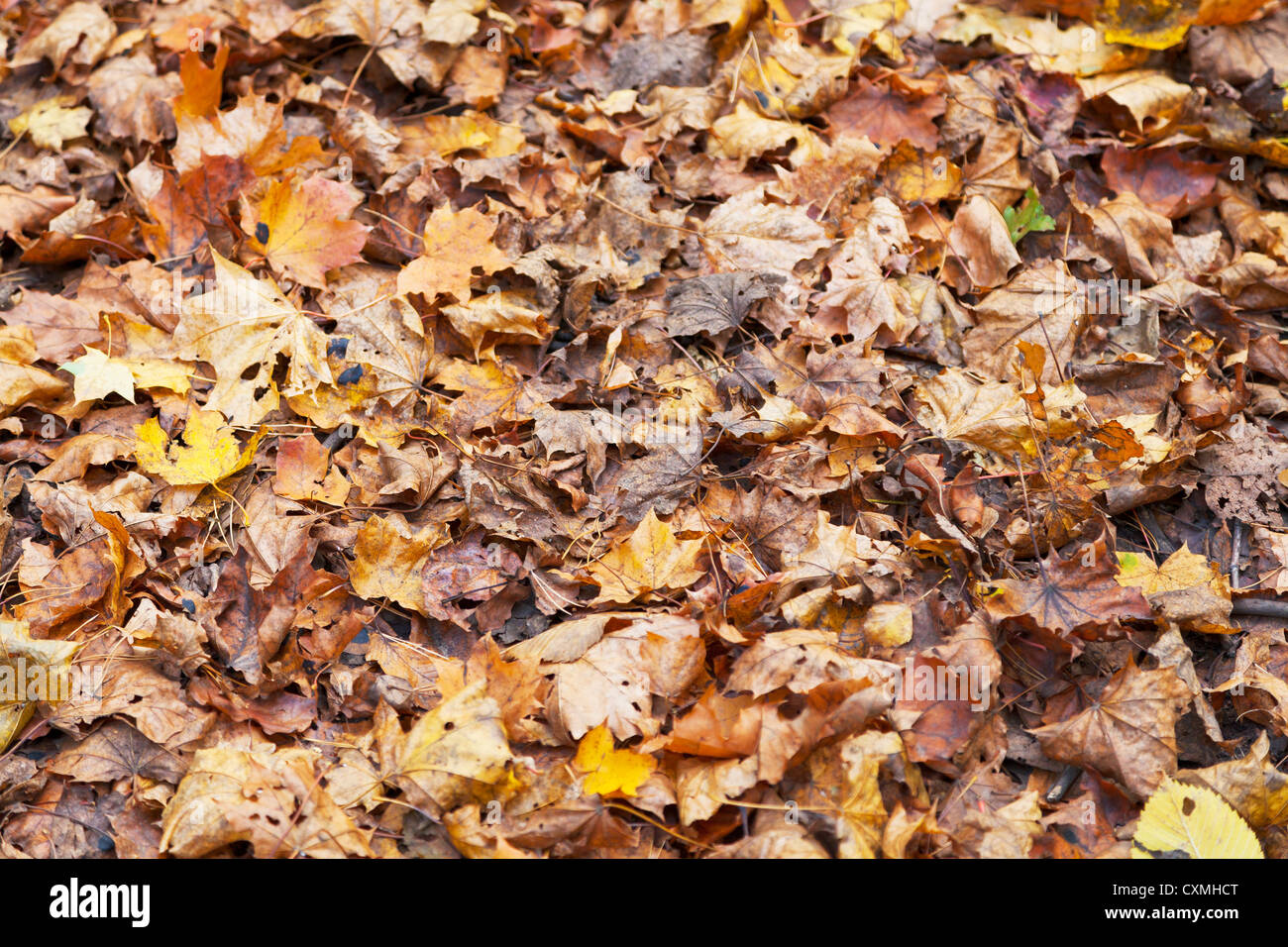 Plant leaf litter hi-res stock photography and images - Alamy