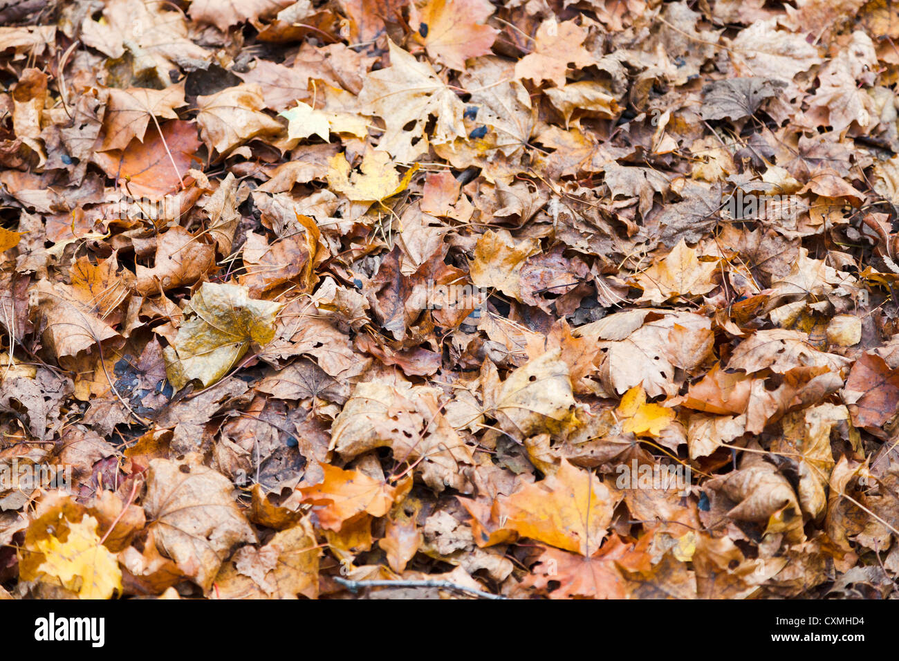Litter in the forest hi-res stock photography and images - Alamy