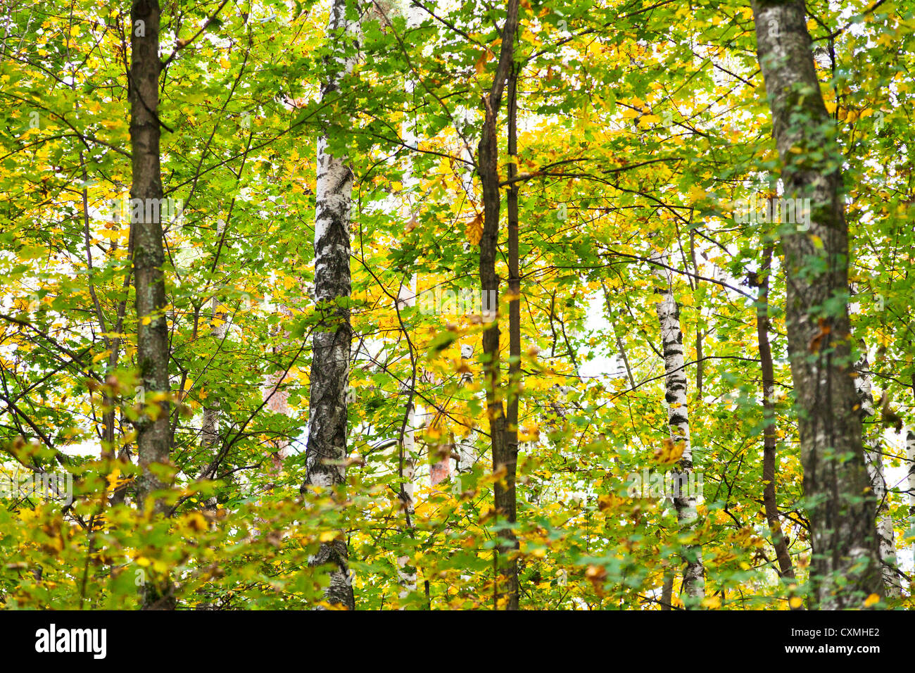 yellow green leaves birches in autumn thick forest Stock Photo - Alamy