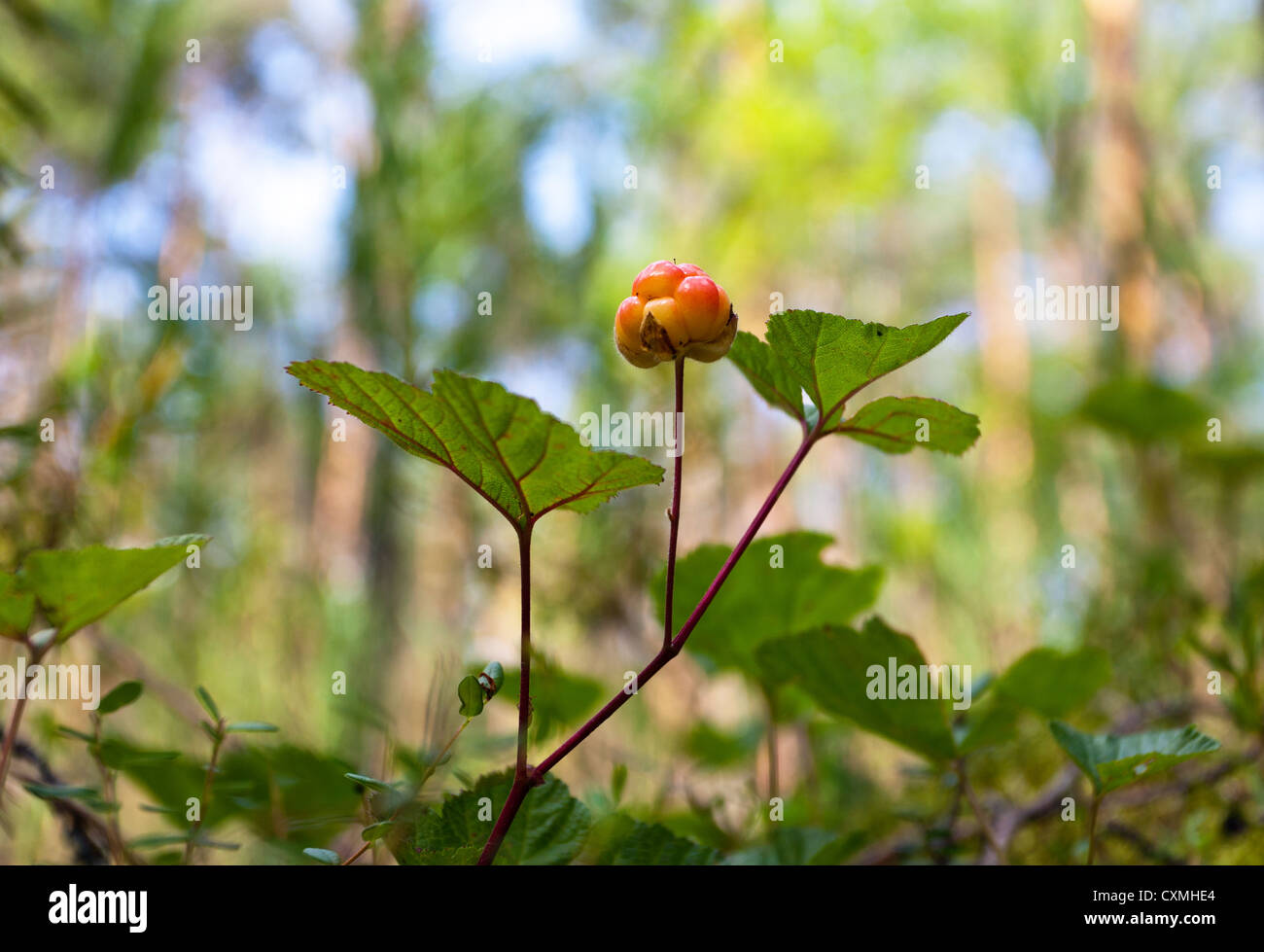 Cloudberry closeup in summer. Fresh wild fruit Stock Photo - Alamy