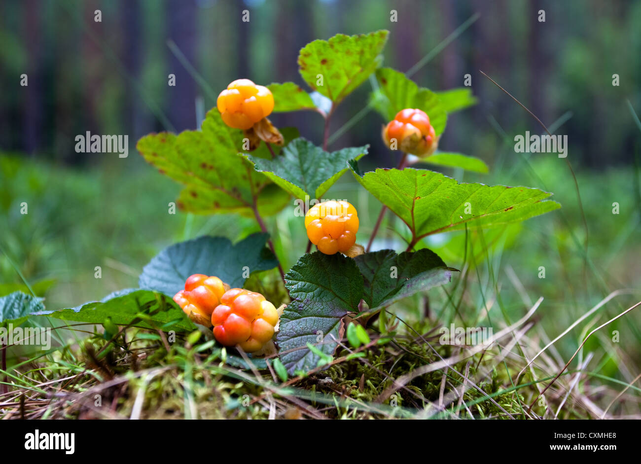 Cloudberry closeup in summer. Fresh wild fruit Stock Photo - Alamy