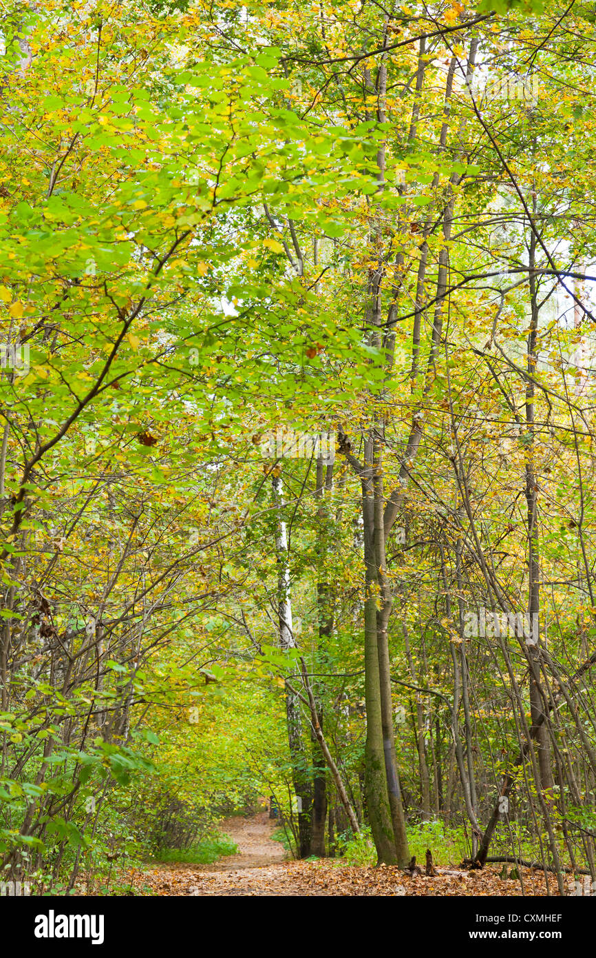 path way with leaf litter in autumn forest Stock Photo - Alamy