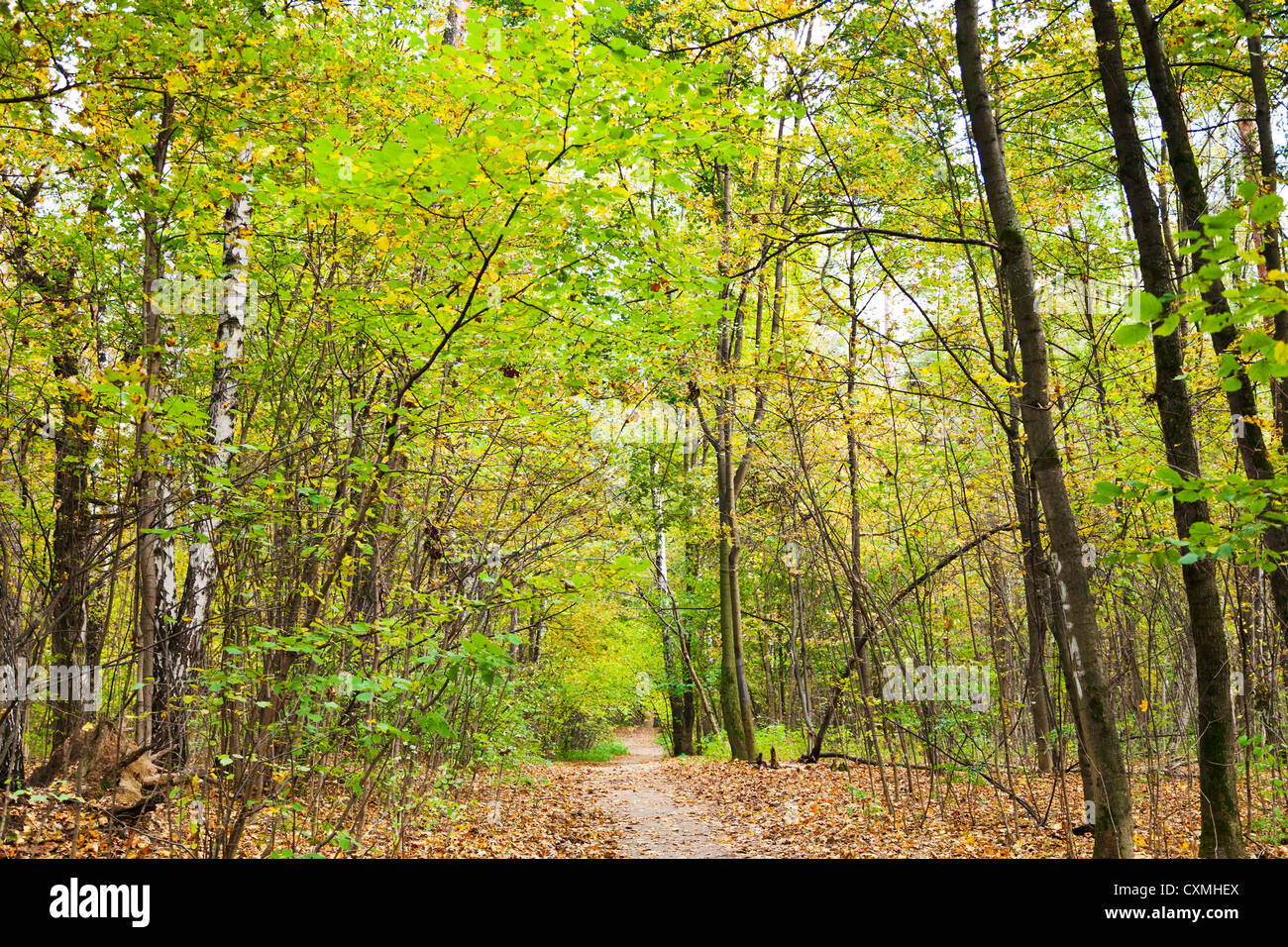 path way with leaf litter in autumn forest Stock Photo - Alamy