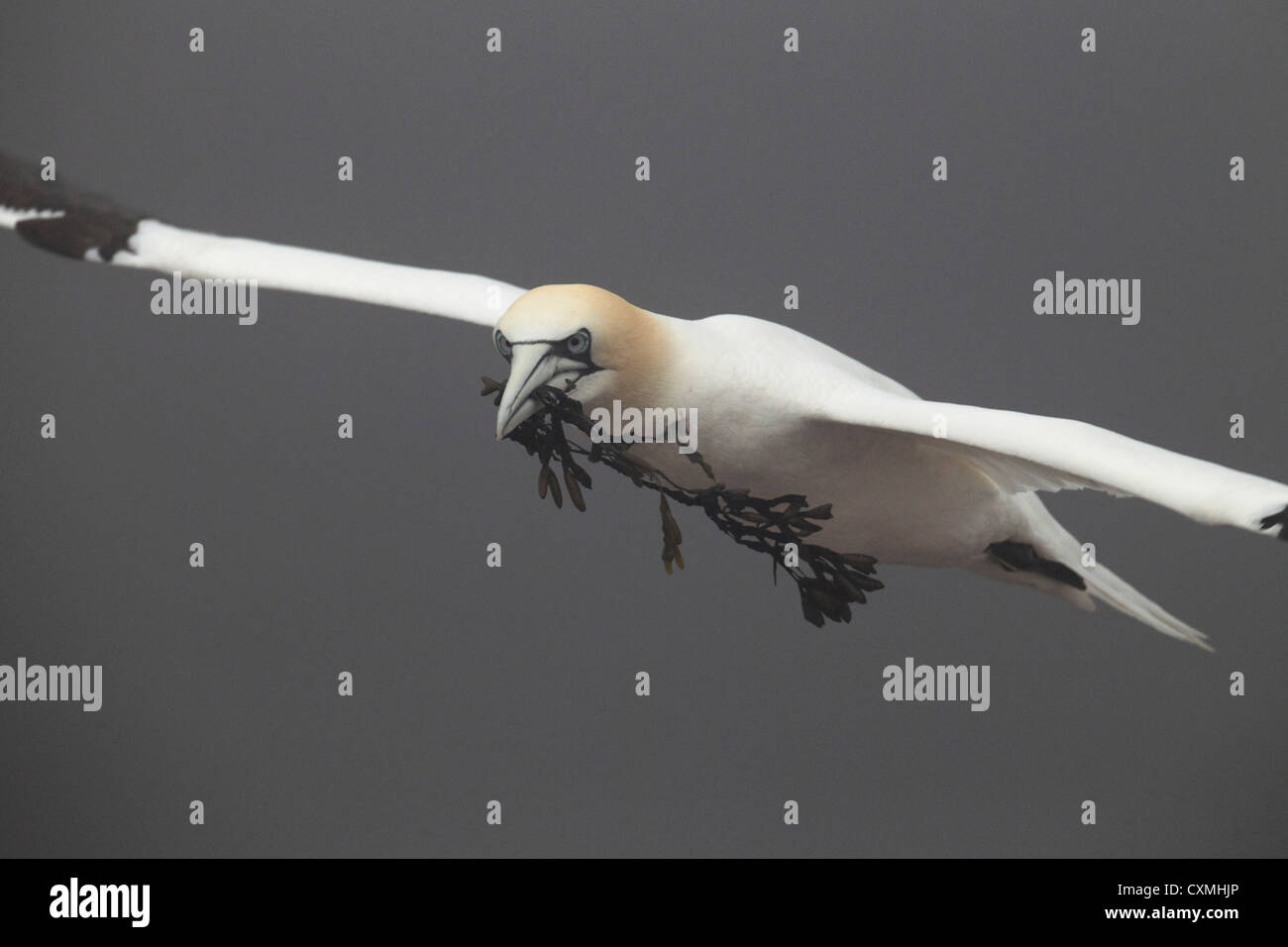 Northern Gannet at hatchery, Helgoland, Schleswig-Holstein, Germany ...
