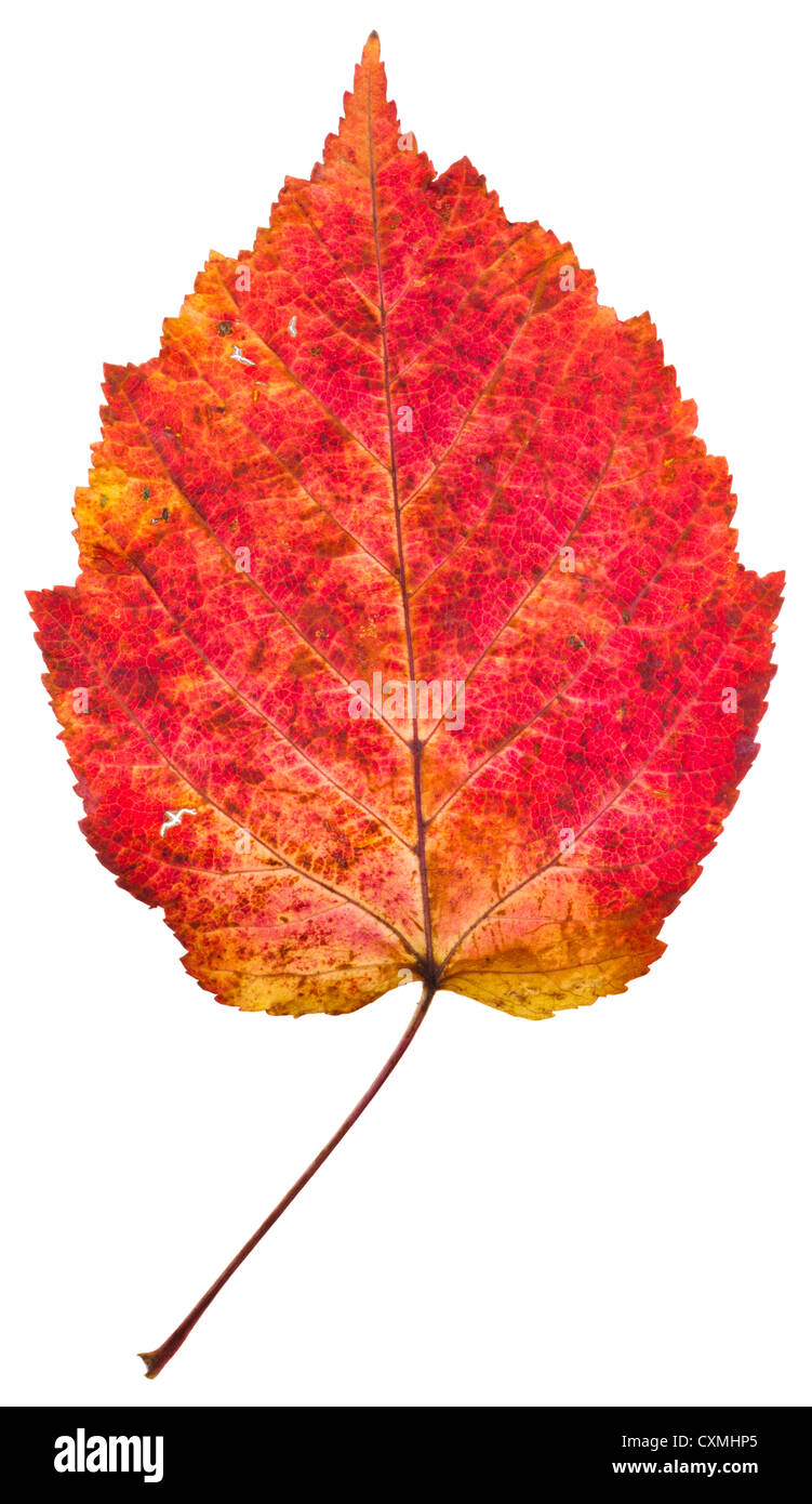 one autumn red aspen leaf isolated on white background Stock Photo - Alamy