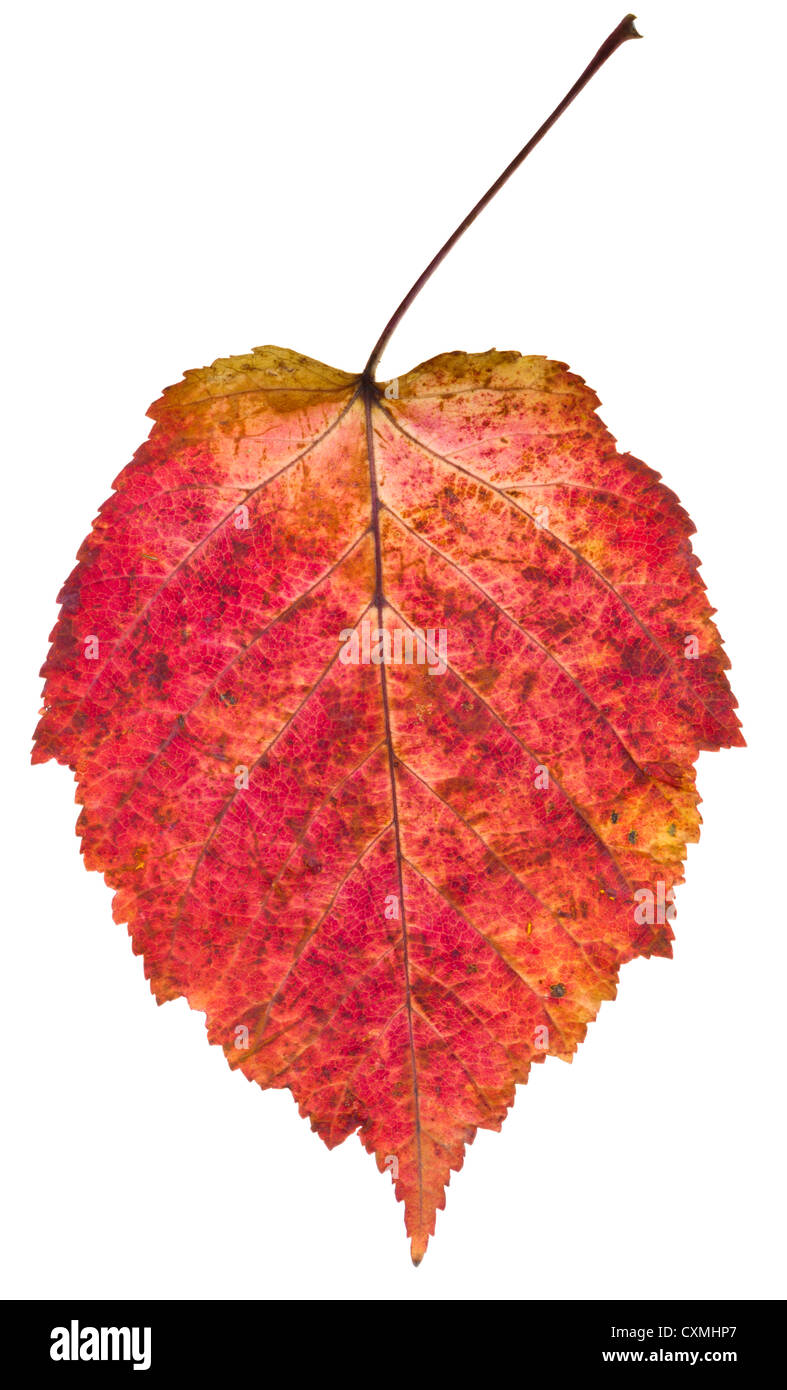 autumn red aspen leaf isolated on white background Stock Photo - Alamy