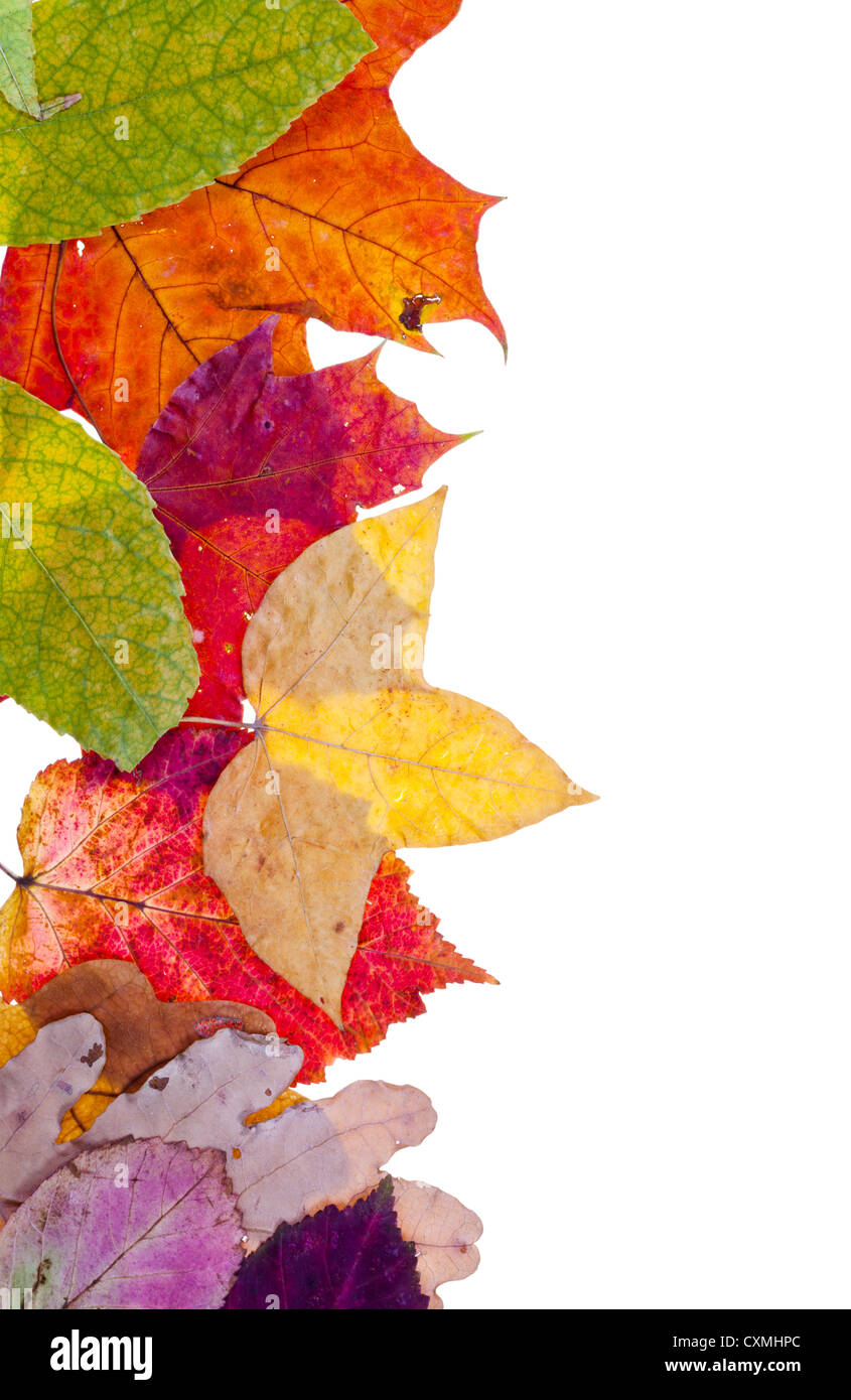 one side frame from pied autumn leaves isolated on white background ...