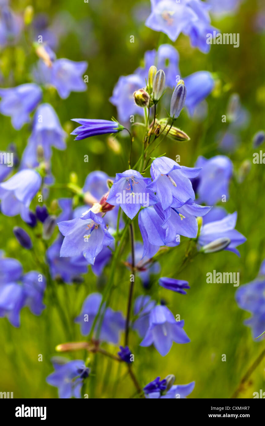 Closeup bellflower hi-res stock photography and images - Alamy