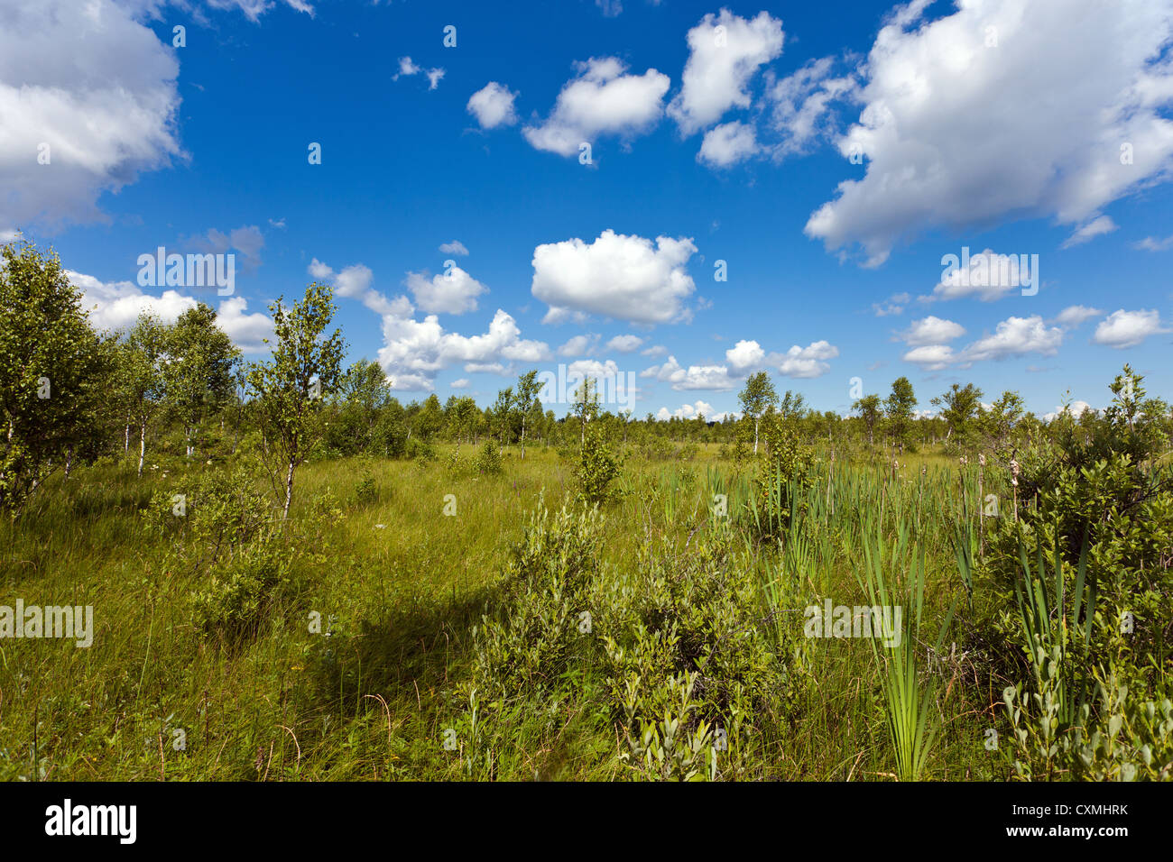 Summer landscape with blue sky and clouds Stock Photo - Alamy