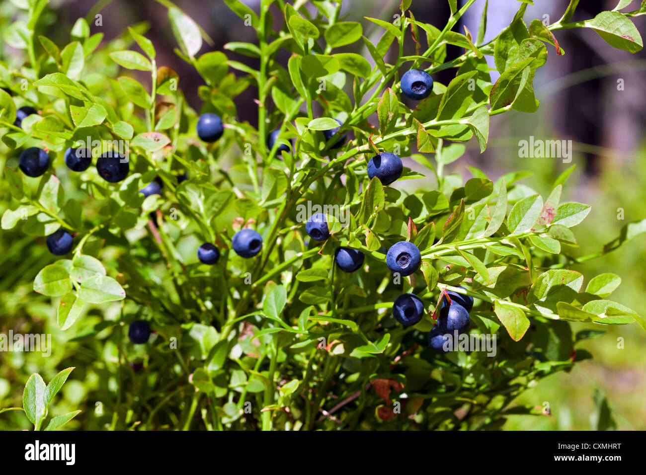 Bush of a ripe bilberry in the summer closeup Stock Photo - Alamy