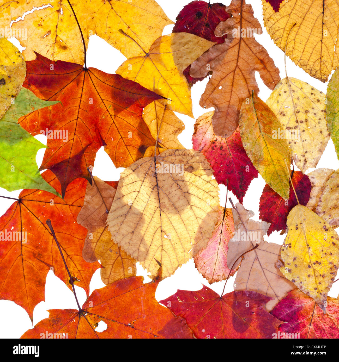 many loose leaves isolated on white background Stock Photo - Alamy