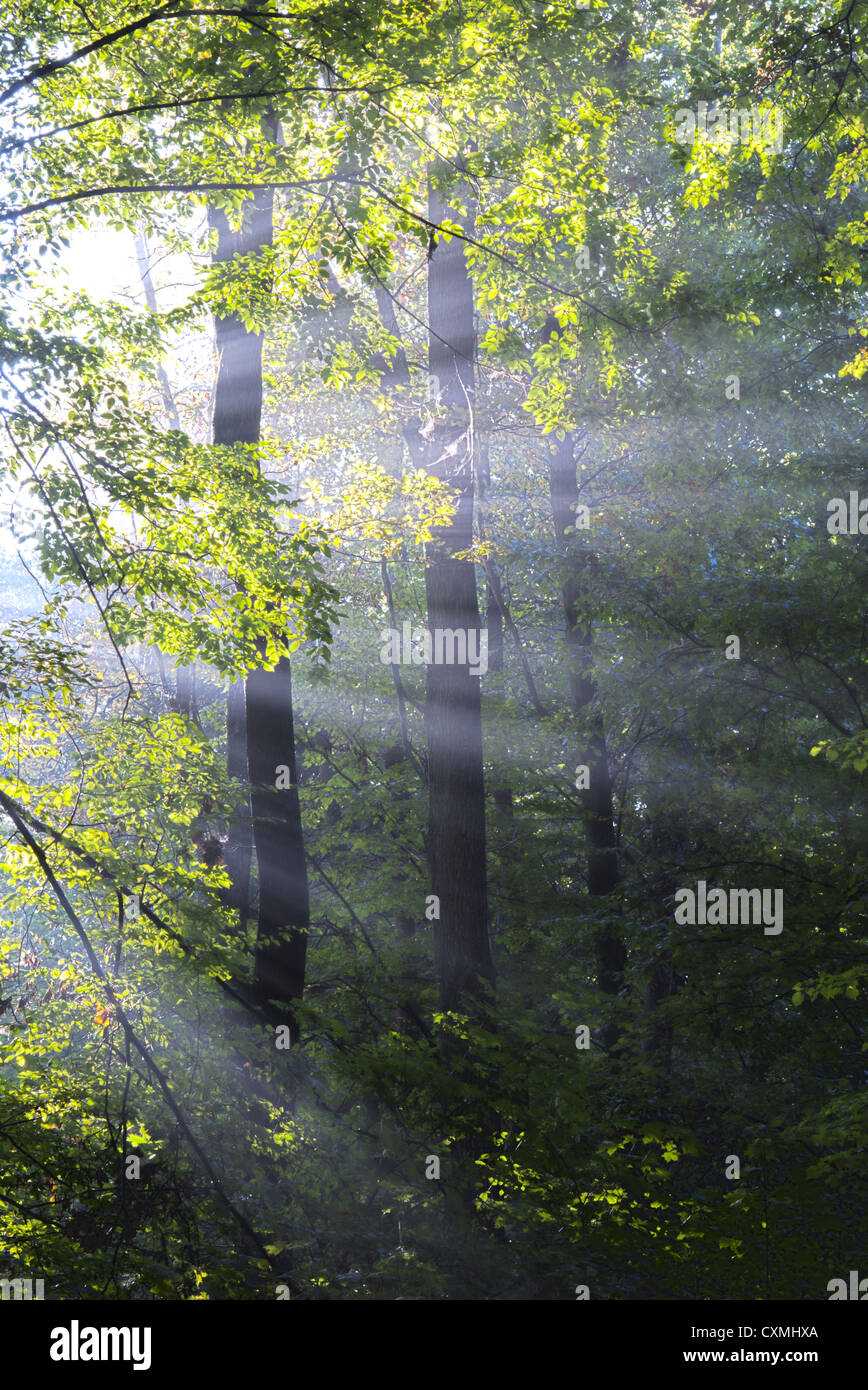 Autumn morning in the leafy woods. HDR shot Stock Photo - Alamy