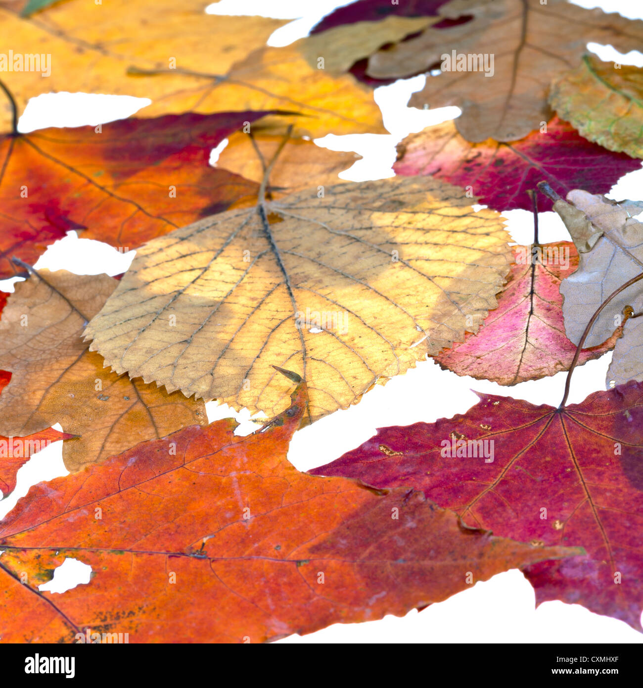leaf litter from abscissed leaves isolated on white background Stock ...