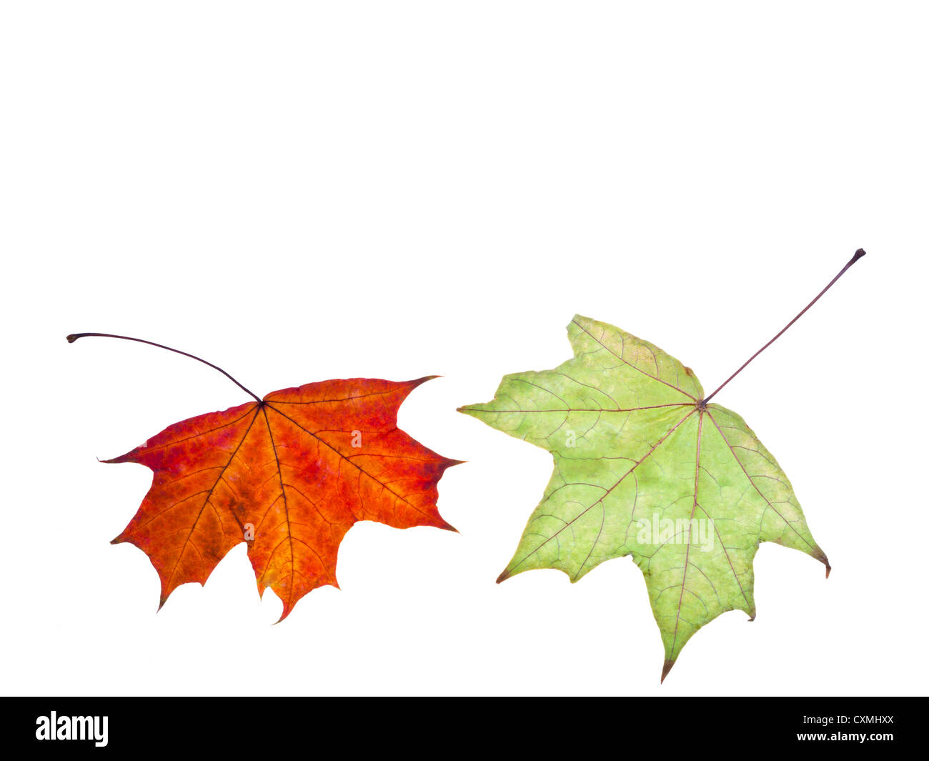 two autumn red and green maple leaves isolated on white background ...