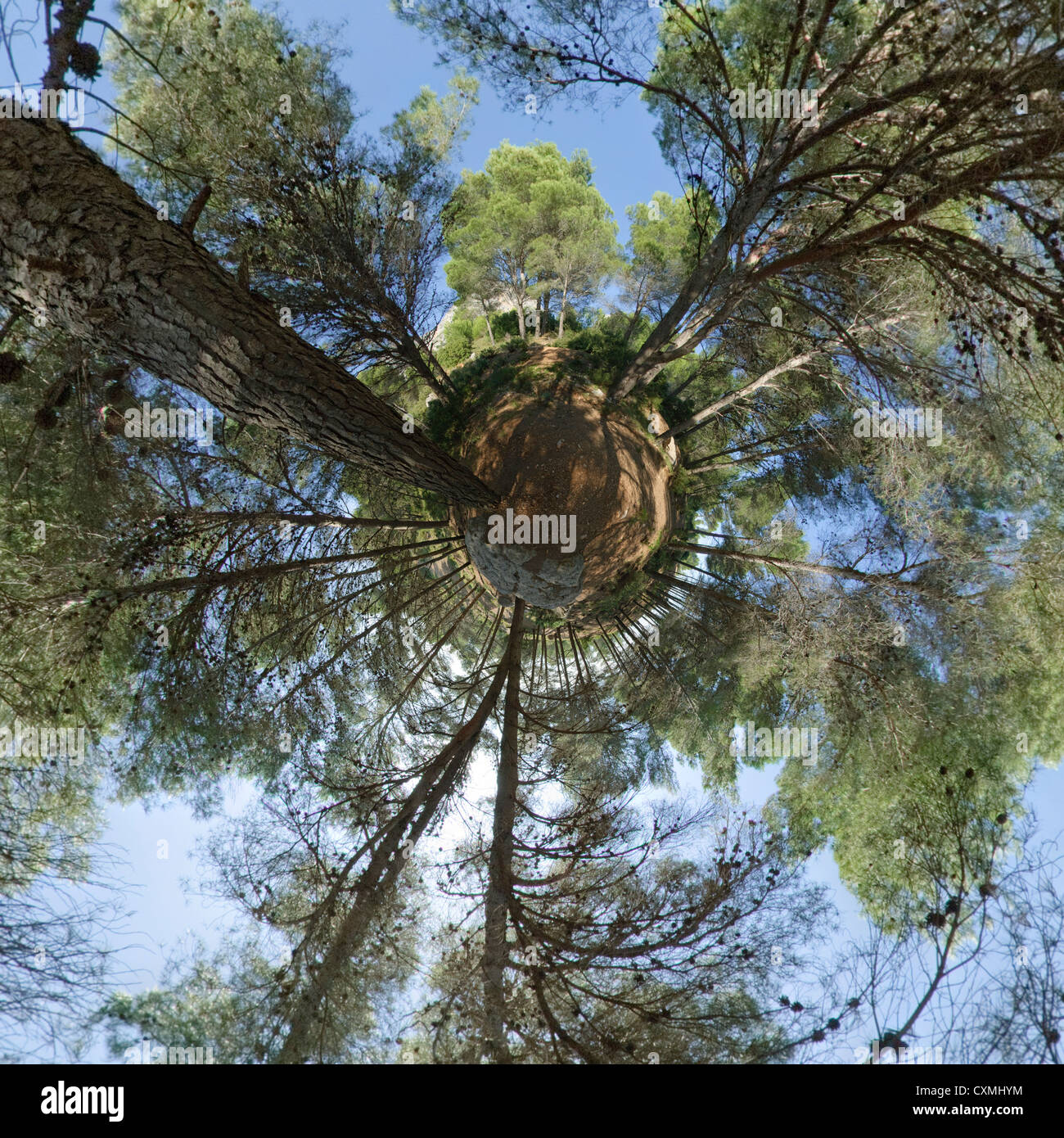 little planet rendition of forest Stock Photo - Alamy