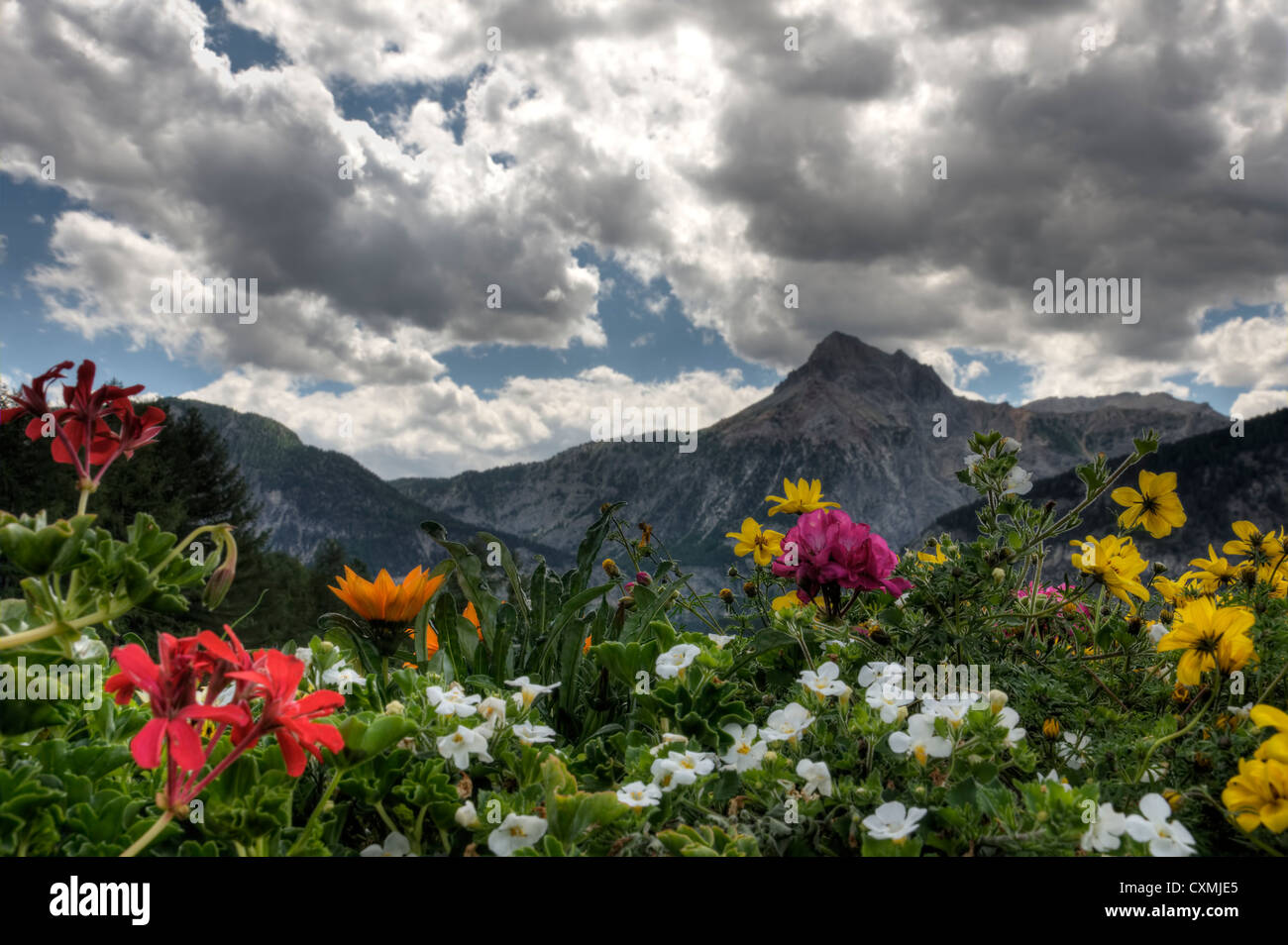 Alps flowers hi-res stock photography and images - Alamy