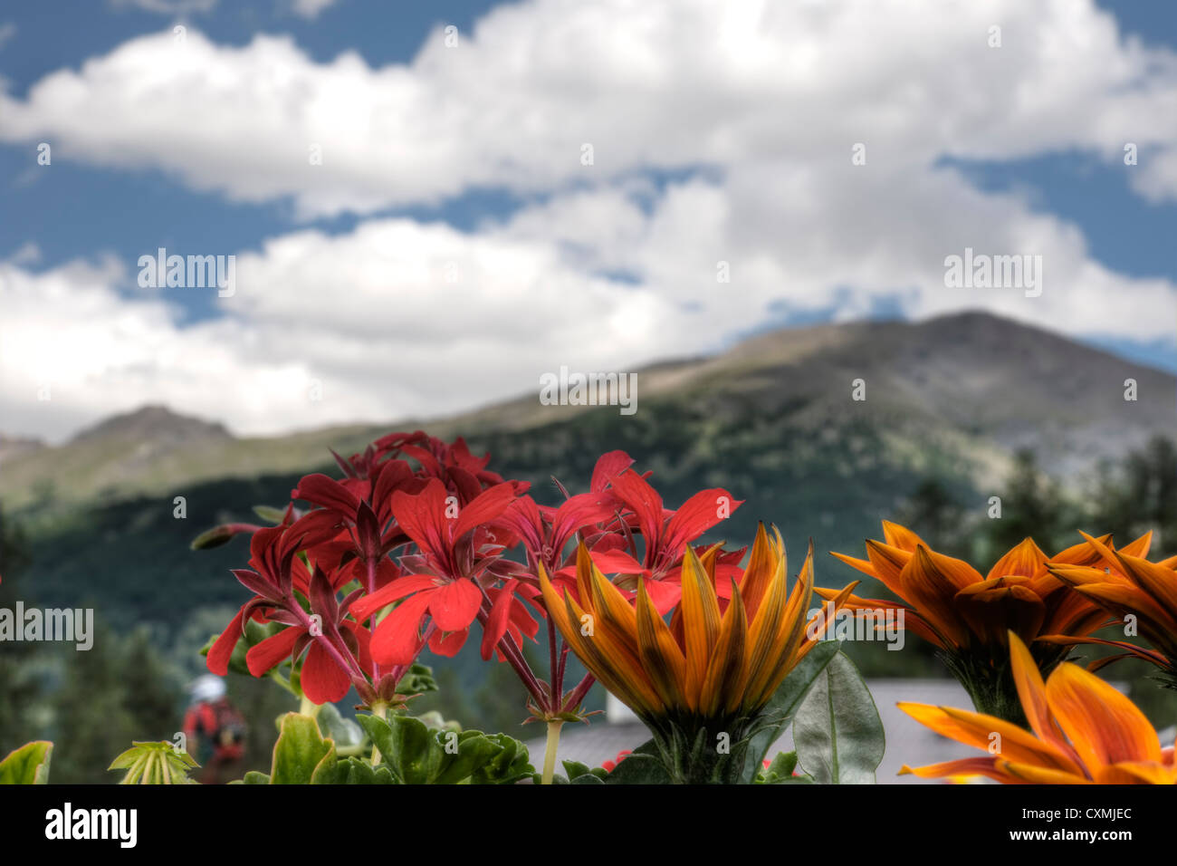 Alpine flowers in an italian alps Stock Photo - Alamy