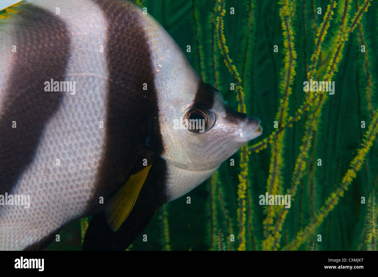 Pennant coral fish hi-res stock photography and images - Alamy