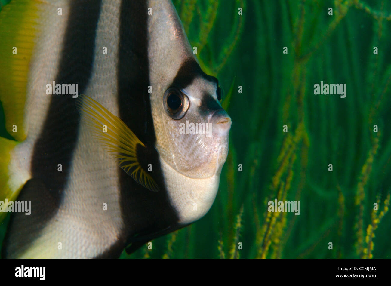 Pennant coral fish hi-res stock photography and images - Alamy