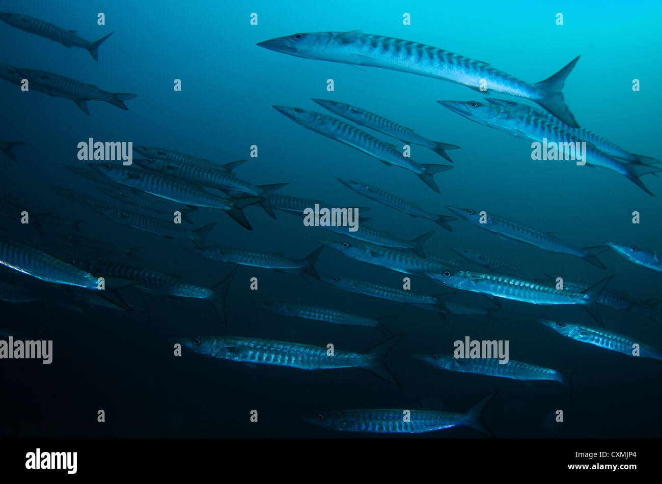 Blackfin Barracuda / Chevron Barracuda (Sphyraena qenie) School of ...