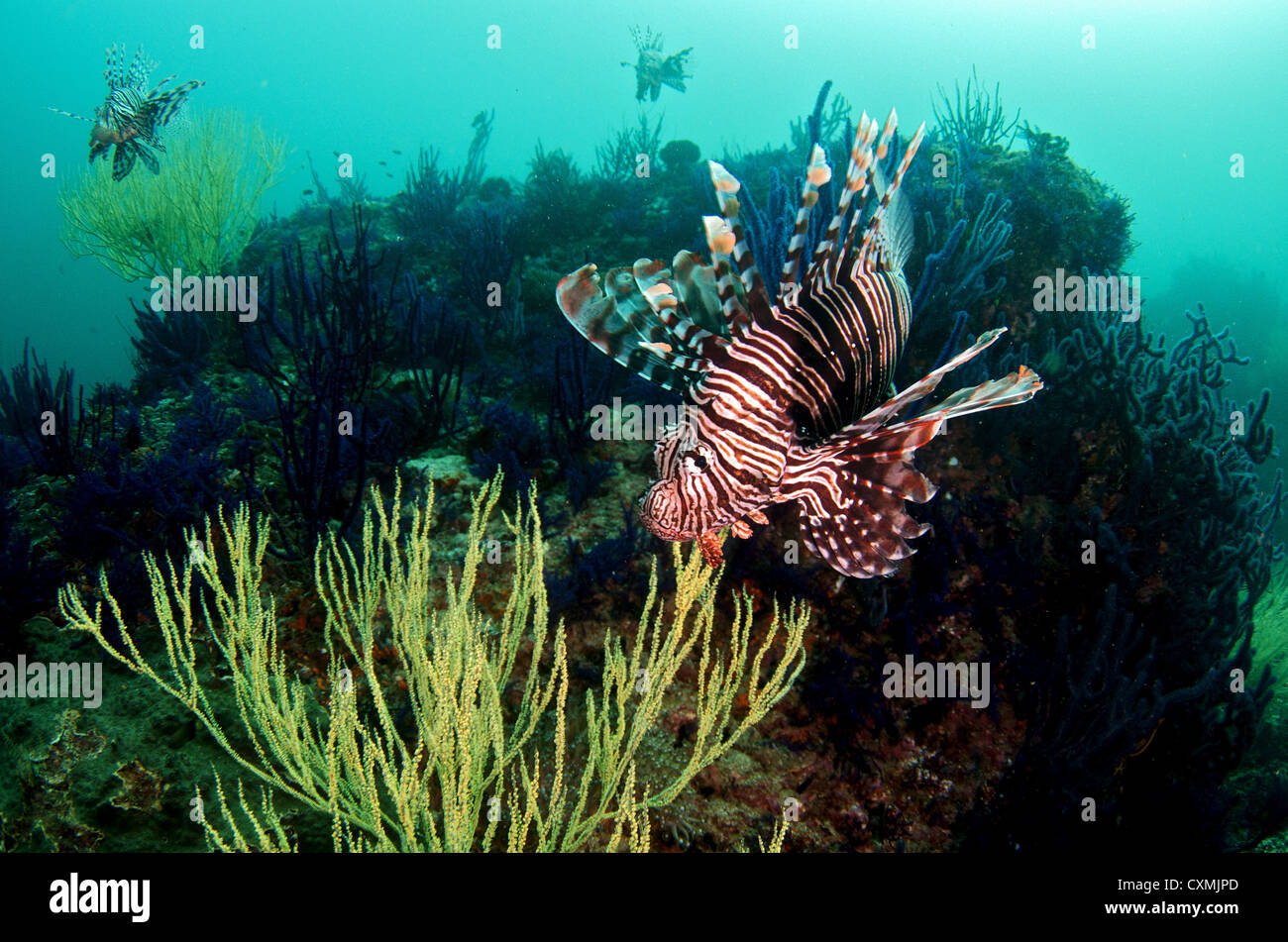 Common Lionfish / Devil Firefish (Pterois miles) A nice composition of ...