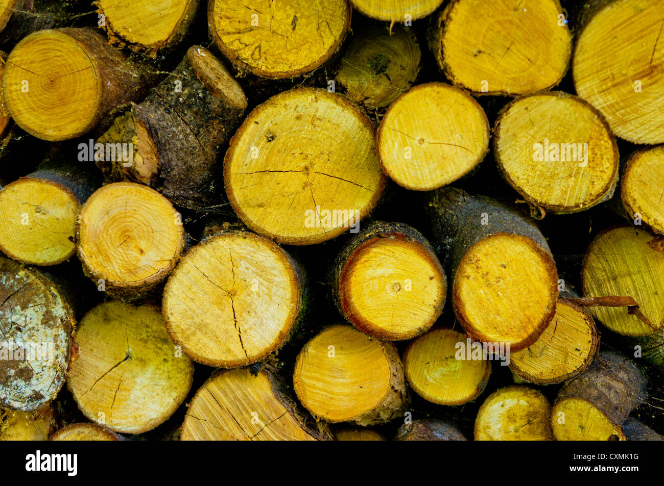 A stack of logs seen close up showing their age rings and cracks Stock ...