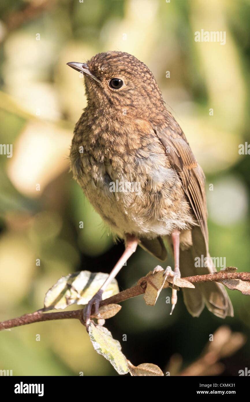 Juvenile robin hi-res stock photography and images - Alamy