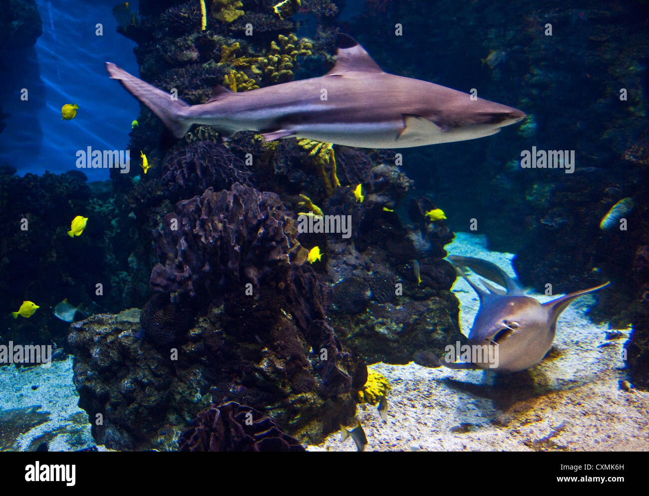 Barcelona Aquarium, Mediterranean-themed marine center in Port Vell ...