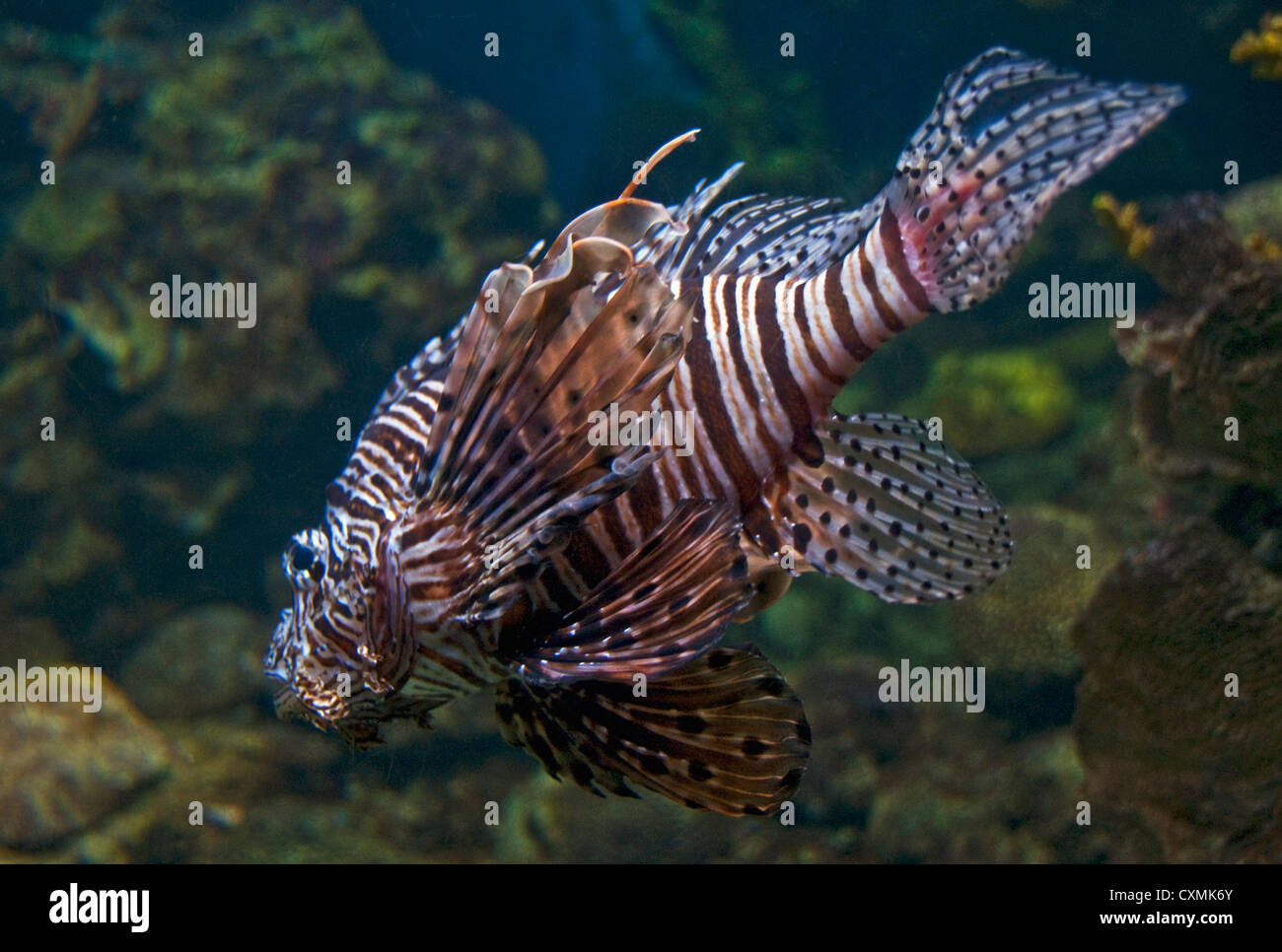 Lion fish hi-res stock photography and images - Alamy