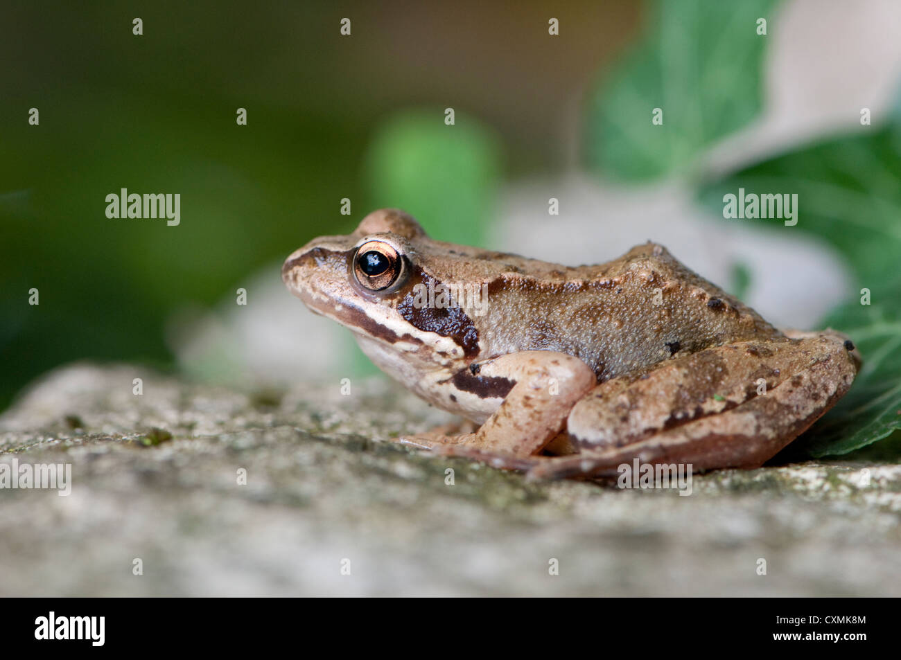 Noisy frog hi-res stock photography and images - Alamy