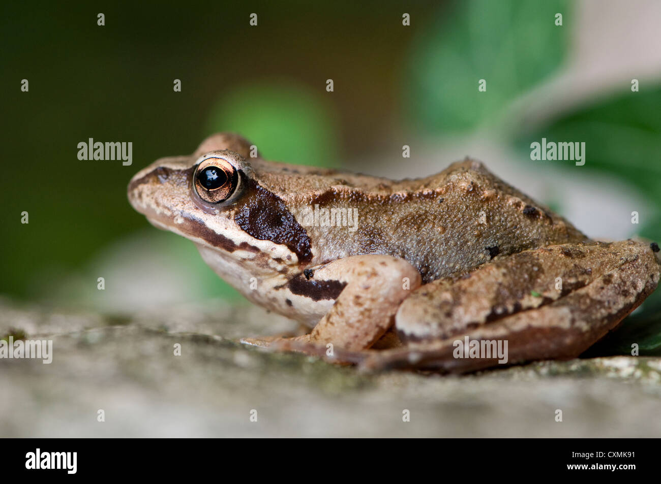 Noisy frog hi-res stock photography and images - Alamy