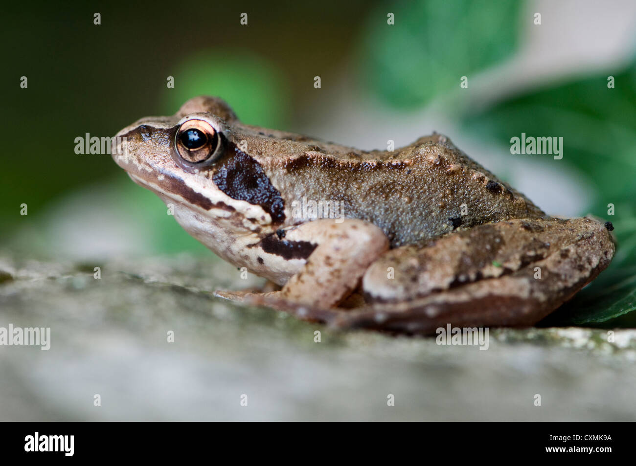 Noisy frog hi-res stock photography and images - Alamy