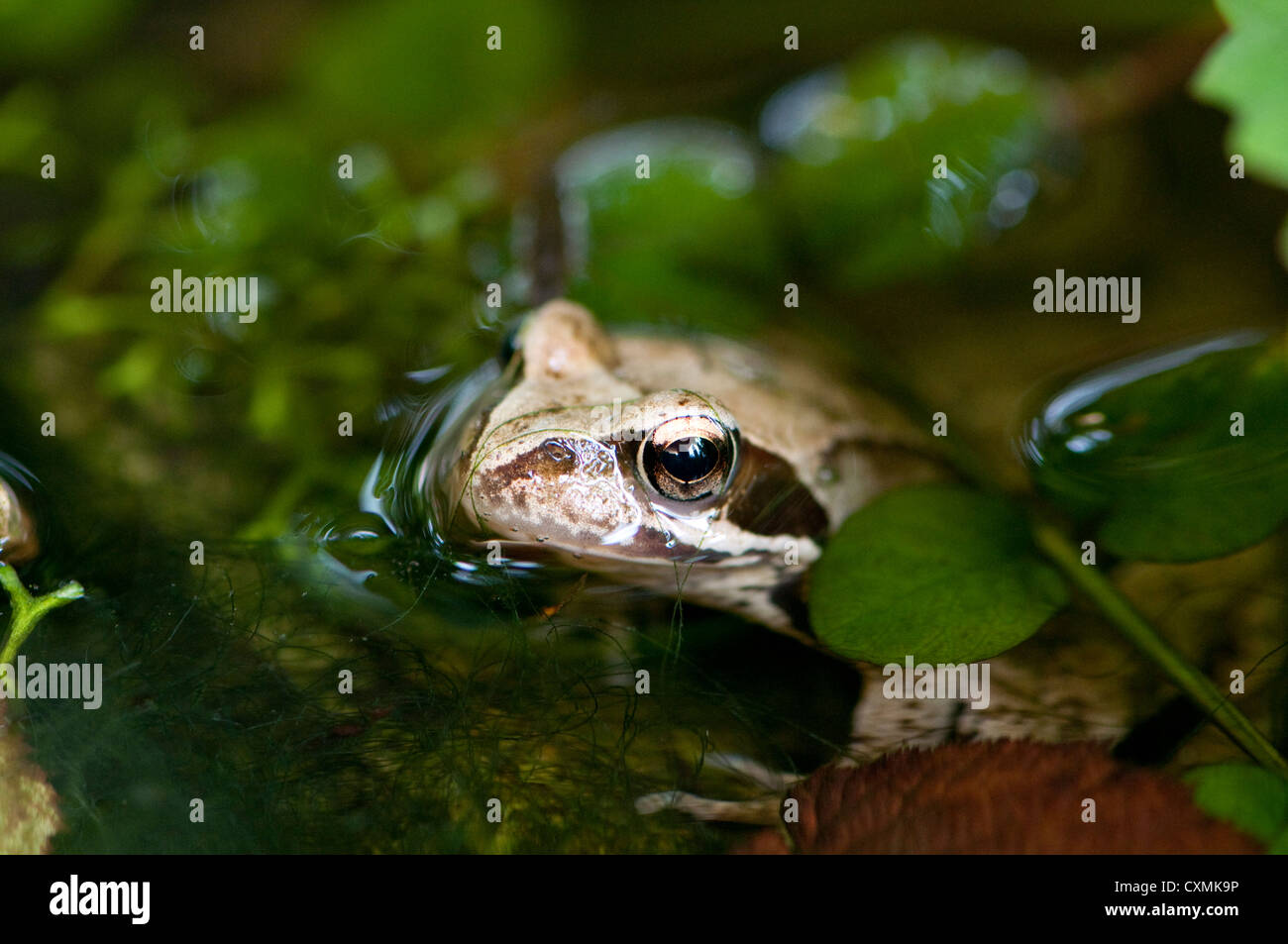 Noisy frog hi-res stock photography and images - Alamy