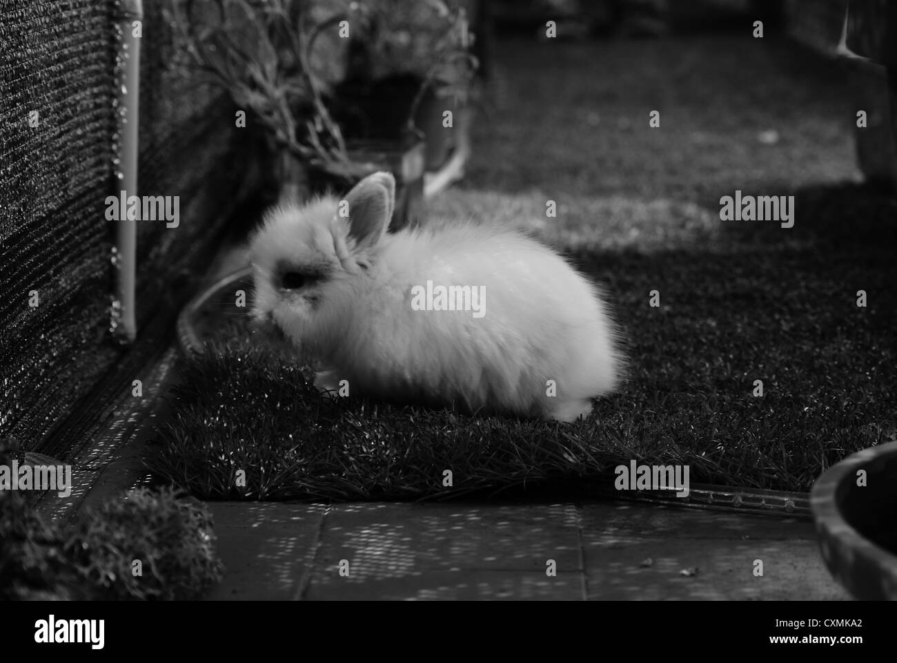 Cute brown bunny Black and White Stock Photos & Images - Alamy