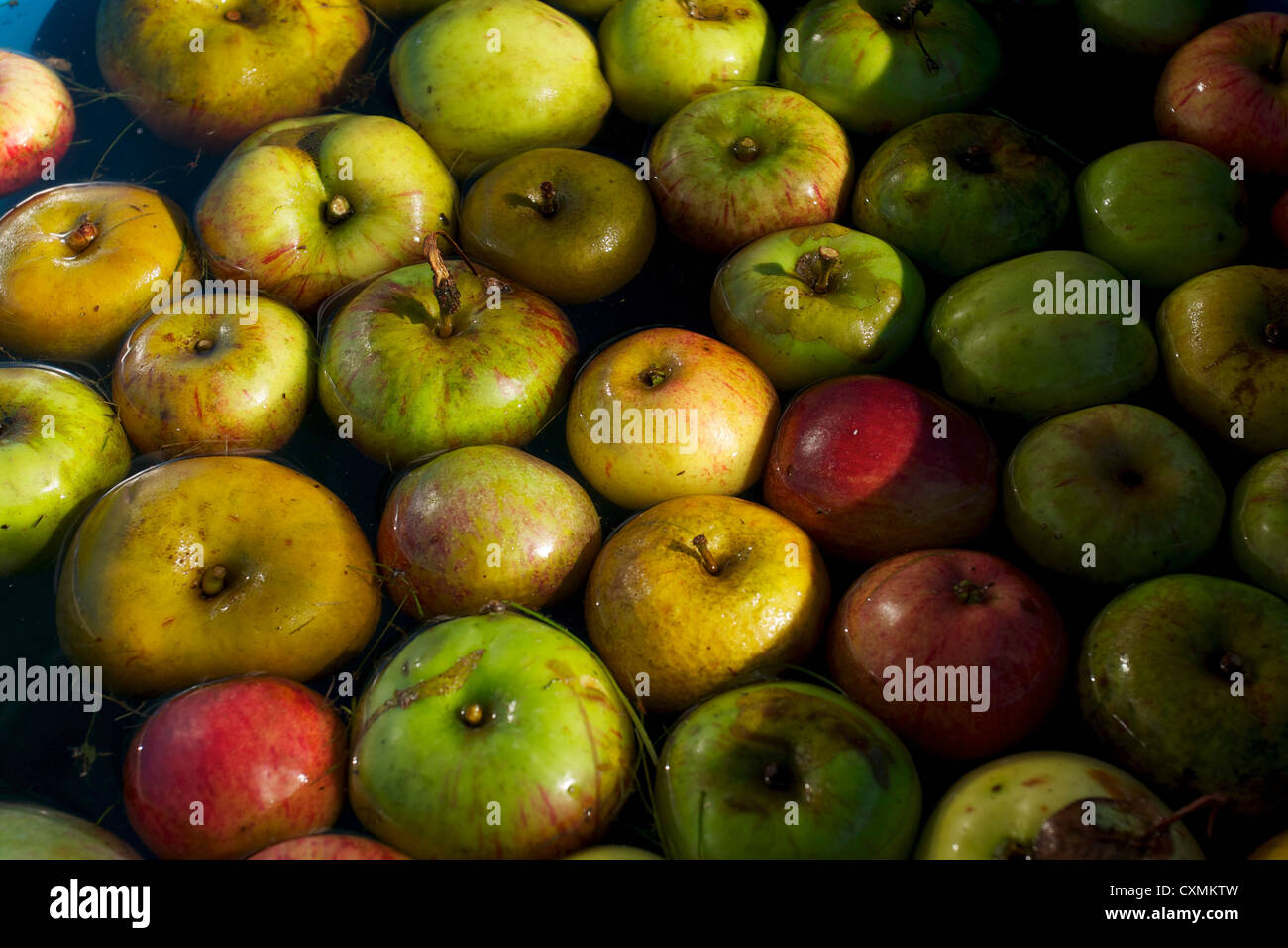 Apples sitting in a water bath Stock Photo - Alamy