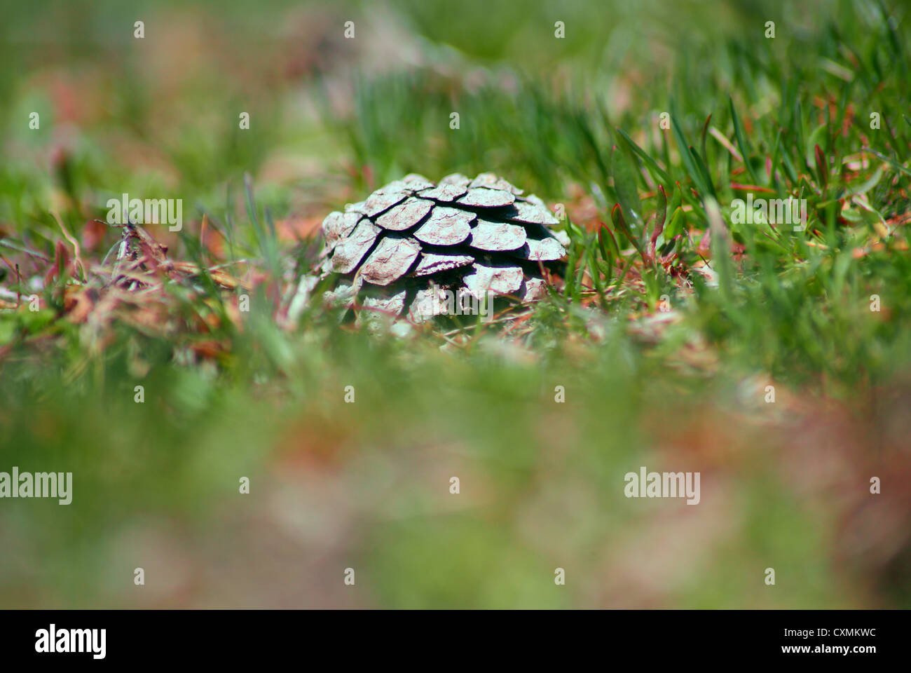 Beautiful nature, nice plant, beautiful world Stock Photo - Alamy