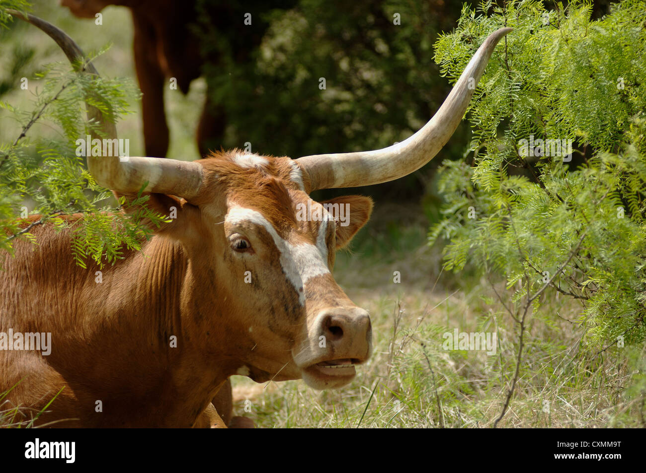 Longhorn steer in a field Stock Photo - Alamy