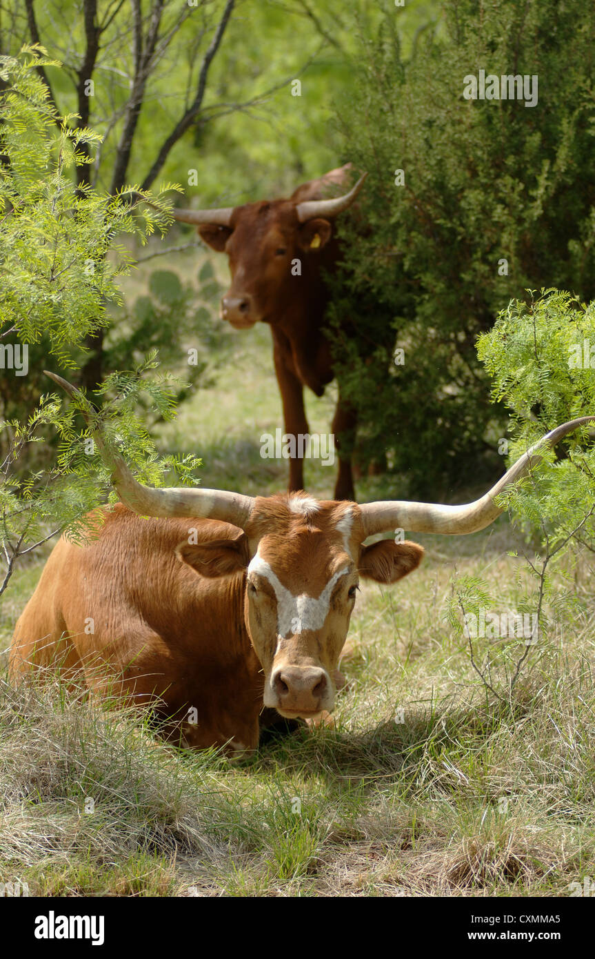 Two Longhorn Cattle in a pasture Stock Photo - Alamy