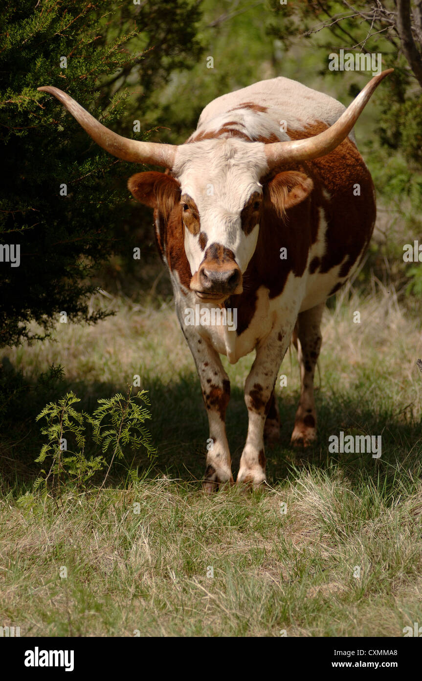 Longhorn beef cattle in a field Stock Photo - Alamy