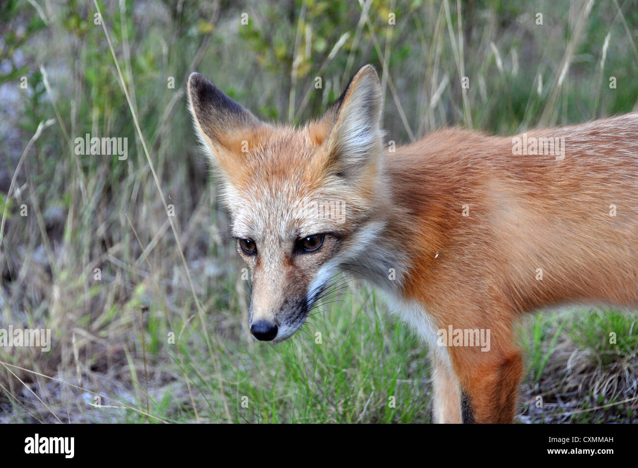 Wild red fox in Northern Ontario, Canada Stock Photo - Alamy