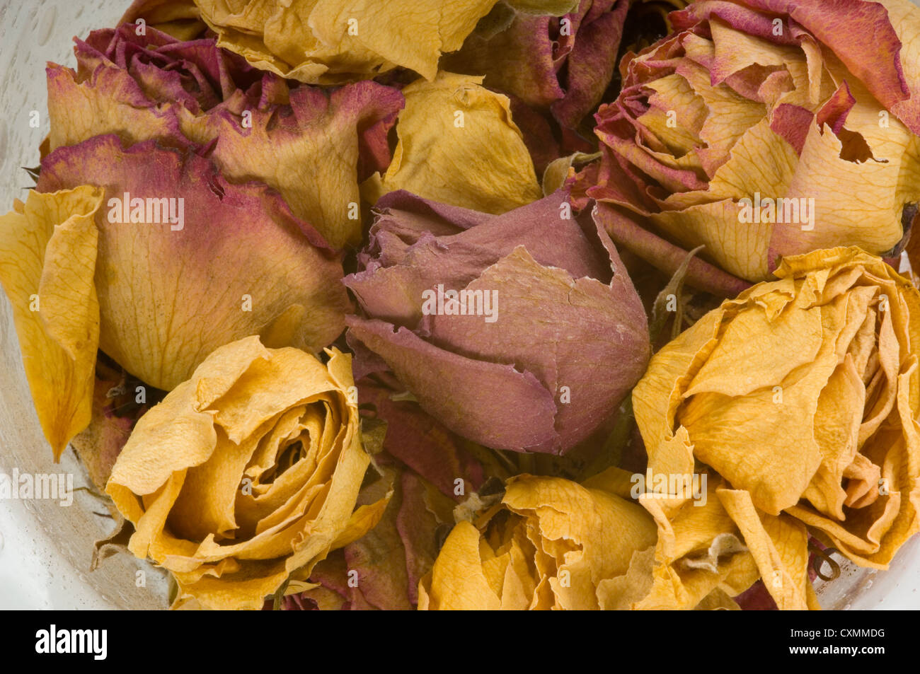 Very old dried roses Stock Photo - Alamy