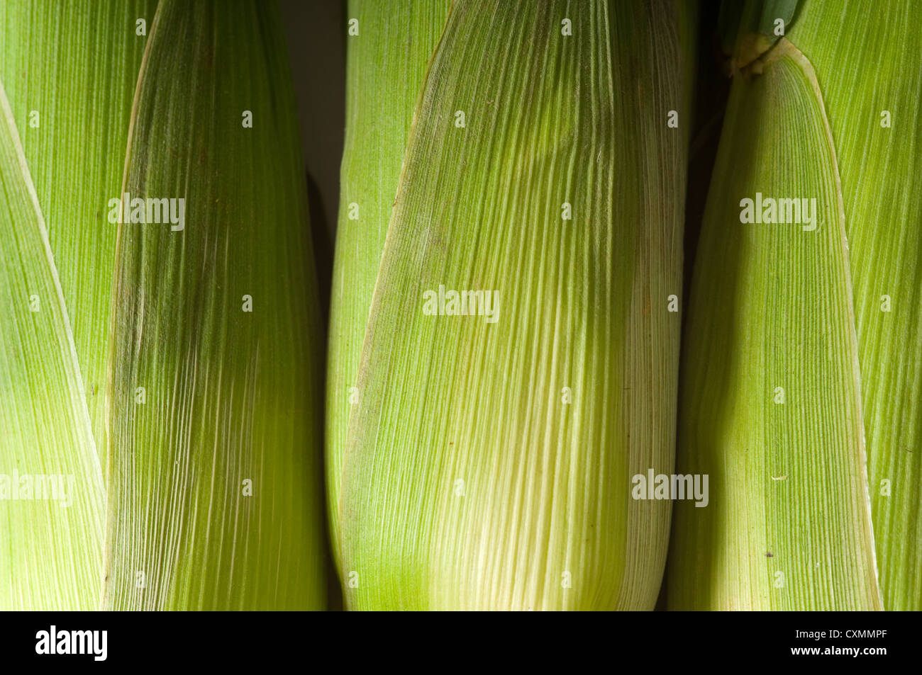 Ears of corn as a background Stock Photo - Alamy