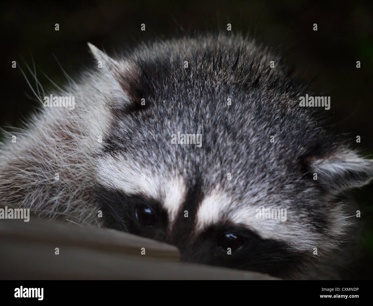 Ojatro hi-res stock photography and images - Alamy