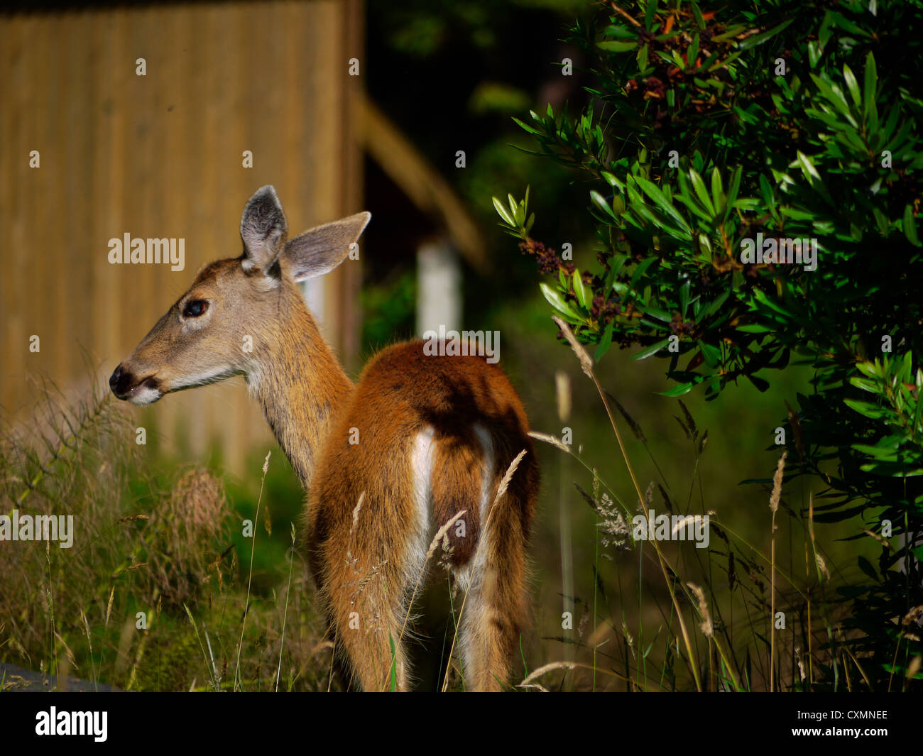 Whitetail deer doe hi-res stock photography and images - Alamy