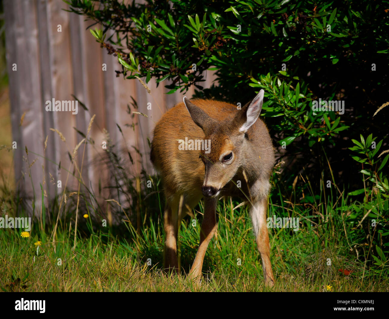 Whitetail deer nose hi-res stock photography and images - Alamy