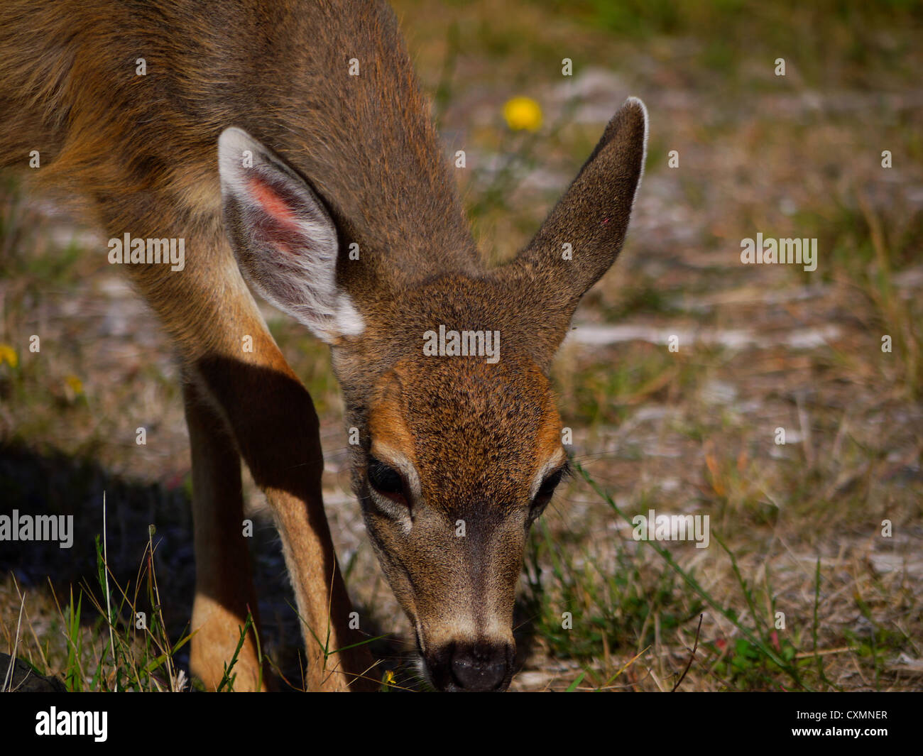 Whitetail deer nose hi-res stock photography and images - Alamy