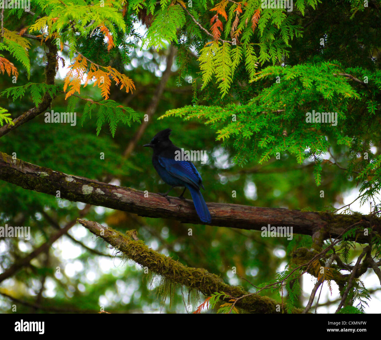 Blue jay in tree hi-res stock photography and images - Alamy