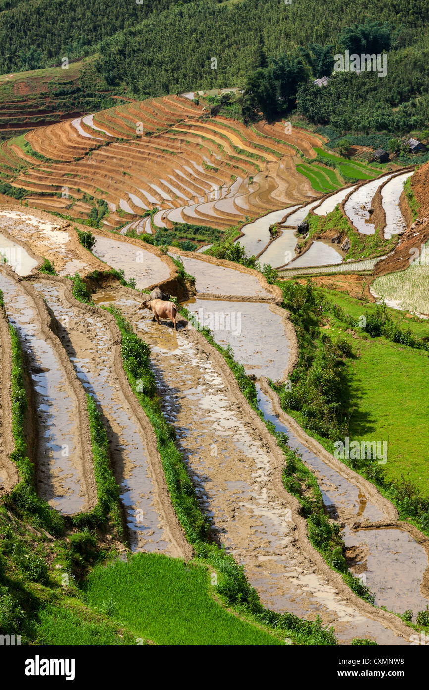Rice field terraces (rice paddy). Near Cat Cat village, near Sapa Stock ...